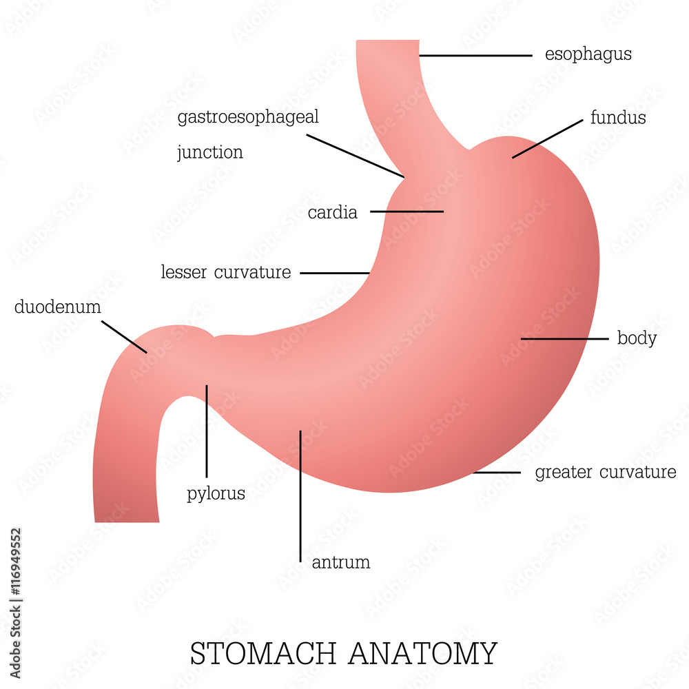 Structure and function of Stomach Anatomy system. Stock Vector | Adobe ...