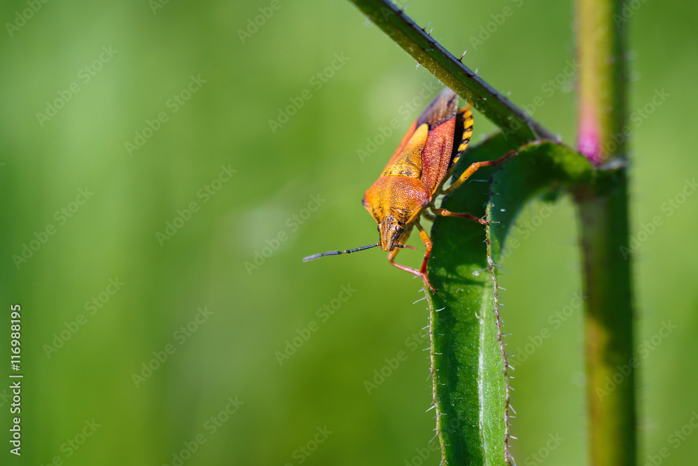 Colorful macro nature photography. side of wild fly hemiptera Nezara ...