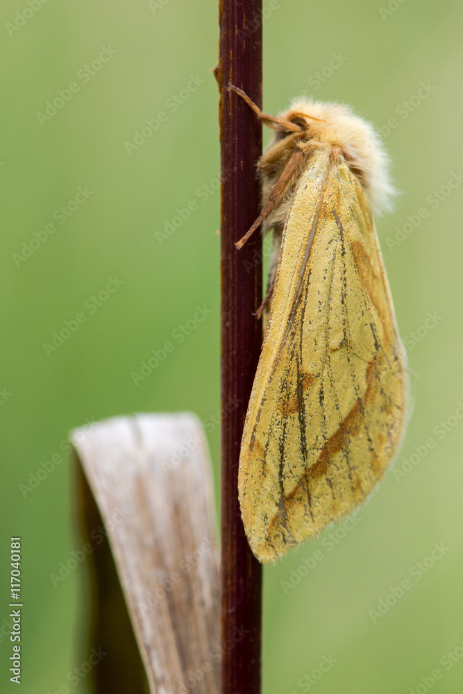 Ghost moth (Hepialus humuli) female at rest. Worn specimen in the ...