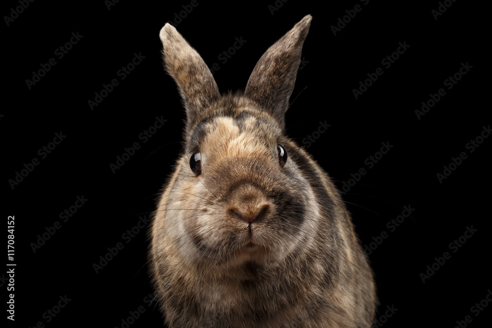 Rabbit Head Front