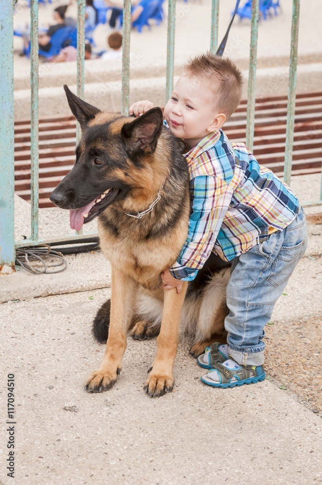 Israel German Shepherd Dogs