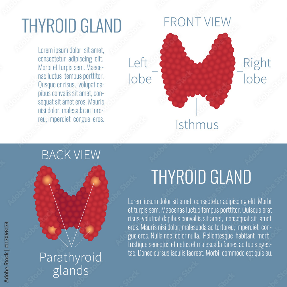 Thyroid gland front and back view on white and blue background. Human ...