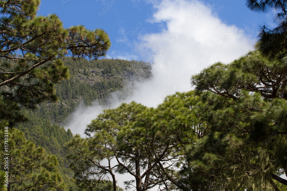 Green prickly branches of a fur-tree or pine. Tenerife, Canary island ...
