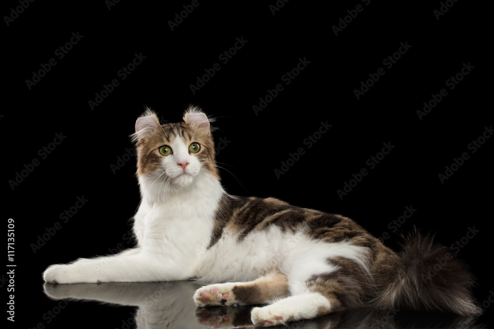 American Curl Cat Breed with twisted Ears, Lying in front of Black ...