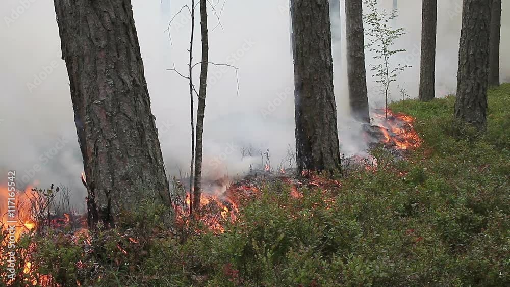 Forest ground fire line. Scene of fire. Forest fire. Stock Video ...