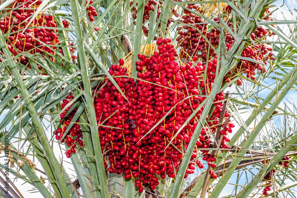 Datte Palmier dattier Stock Photo | Adobe Stock