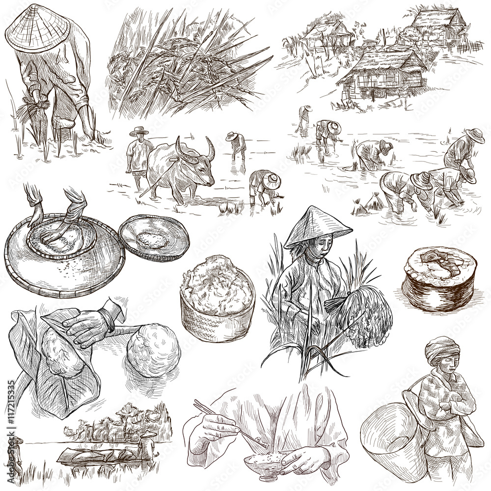 Rice.Agriculture.Life of a farmer.Rice crop, set.Collection of an hand ...