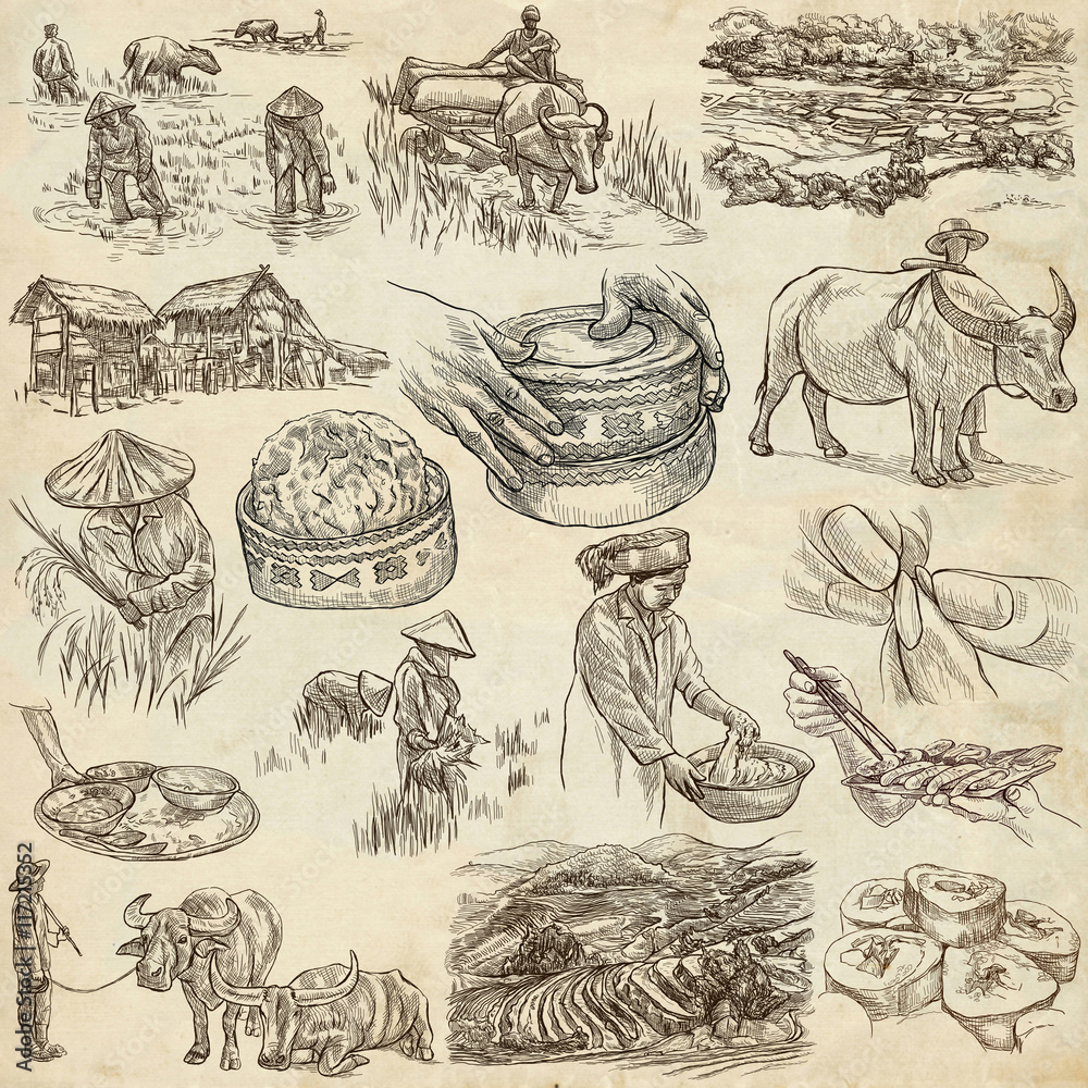 Rice.Agriculture.Life of a farmer.Rice crop, set.Collection of an hand ...