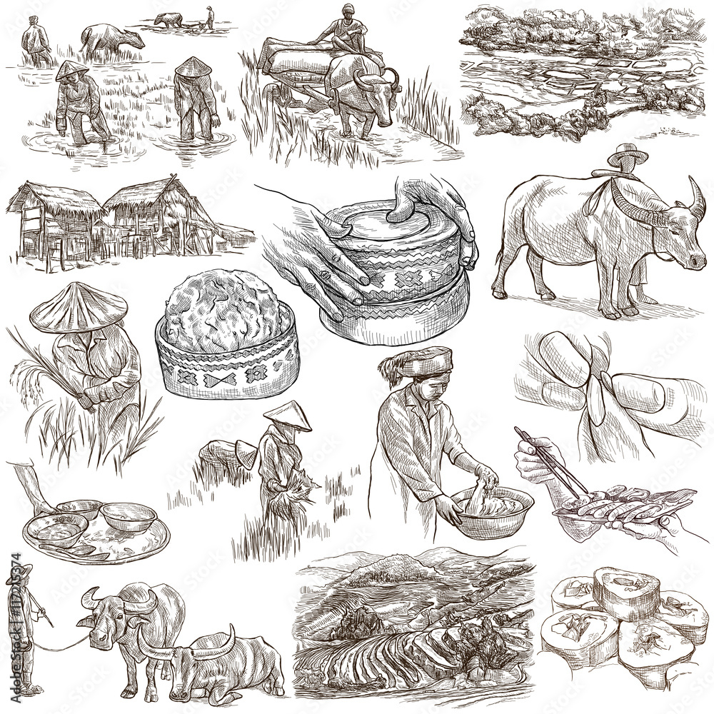 Rice.Agriculture.Life of a farmer.Rice crop, set.Collection of an hand ...