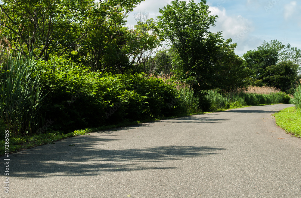 Long path. Long tree pathway. Tall trees. Light and shadow. Sunny day ...