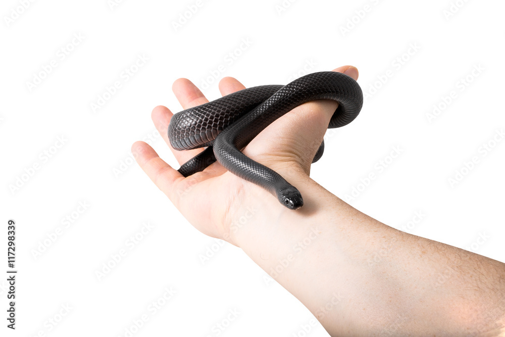 Black Nigrita snake coiling around mans hand, isolated on white ...