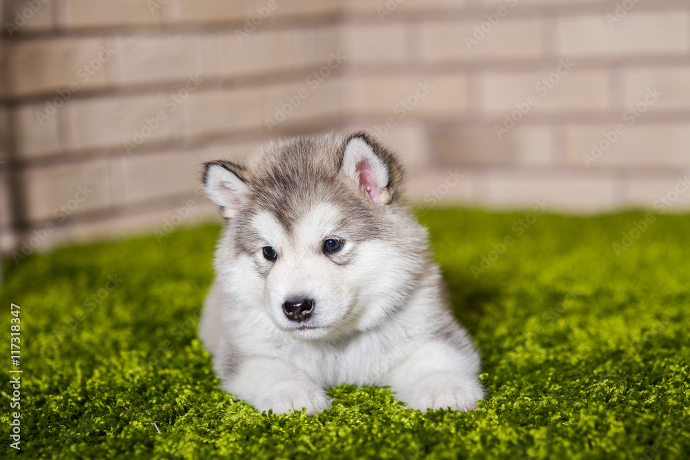 One malamute little puppy lying on the green grass against the brick ...