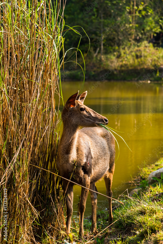 Sambar deer in forest at Khao Yai national park, Thailand Stock Photo ...