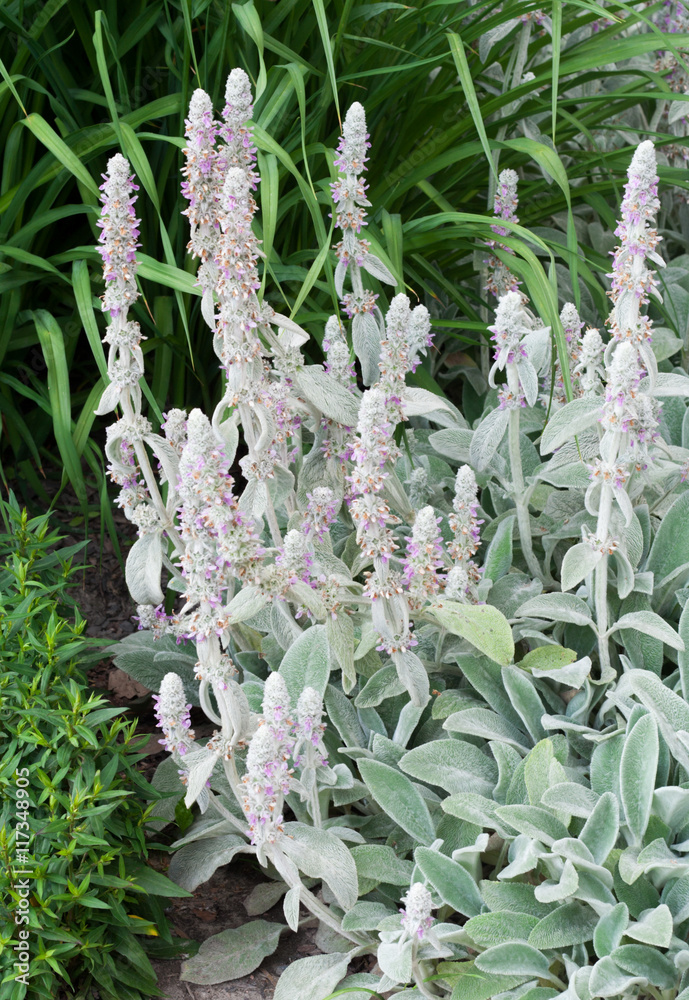 Stachys byzantina C. Koch in the garden on green leaves background ...