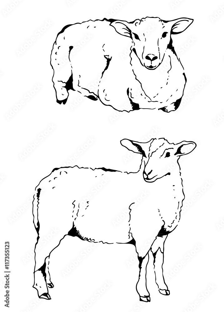 Sheep vector illustration Stock Vector | Adobe Stock