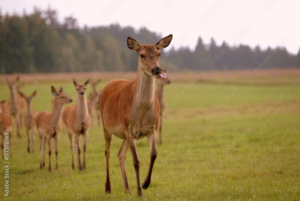 lustige Begrüßung, weibliches Reh zeigt seine Zunge Stock Photo | Adobe ...
