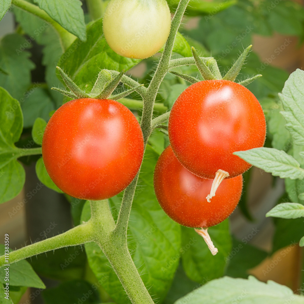 Tomatoes on a branch. Small red tomatoes on a branch in the greenhouse ...