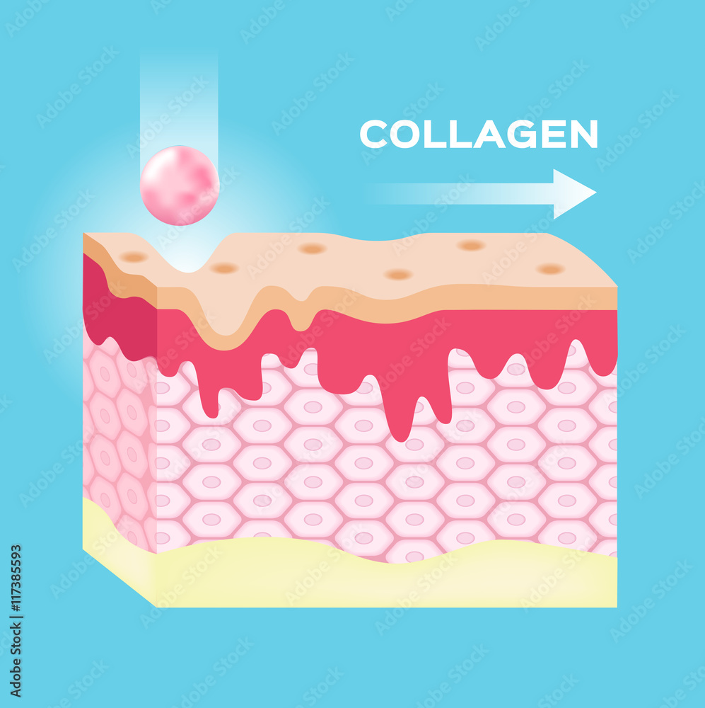 collagen on skin , collagen make skin smooth and white . vector graphic ...