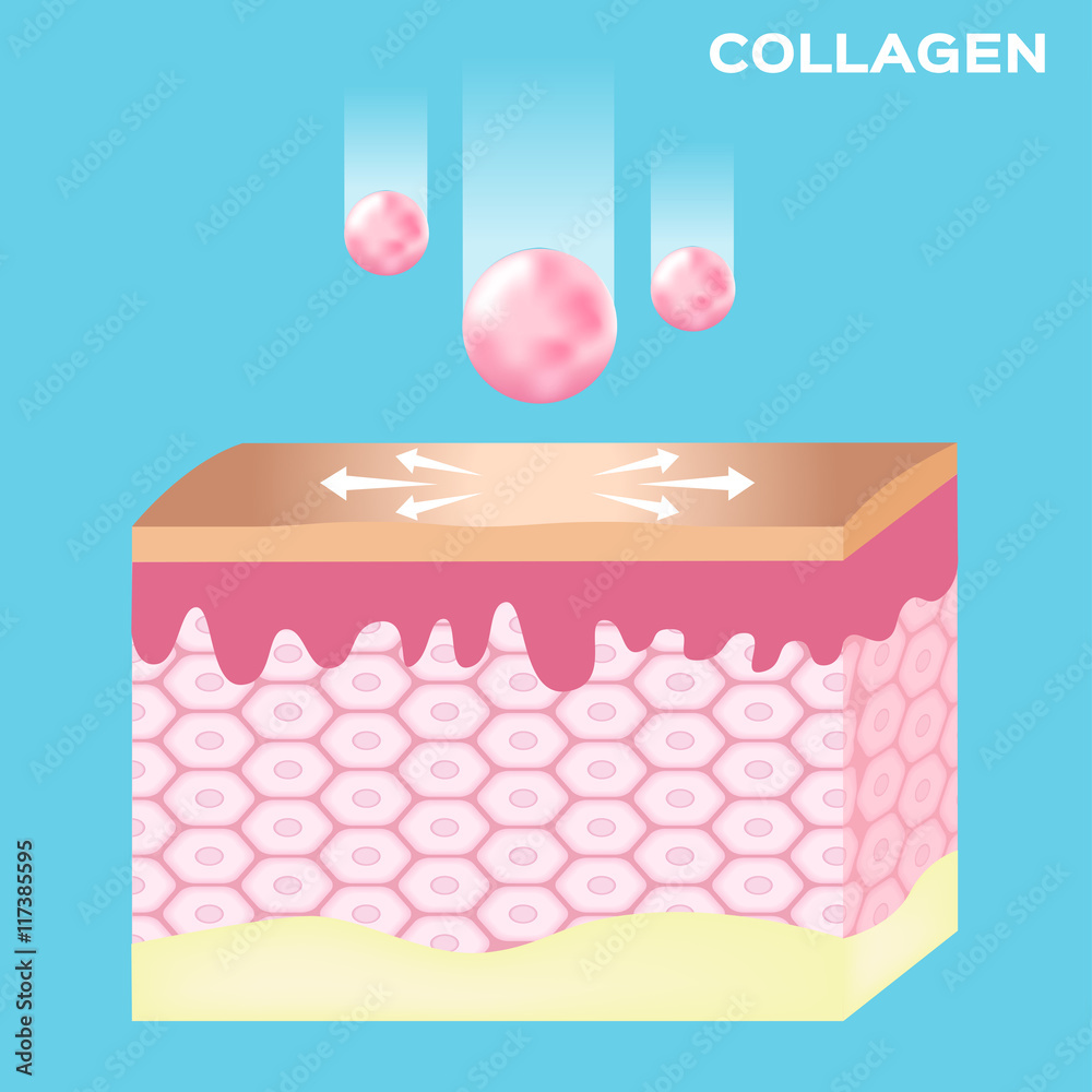 collagen on skin , collagen make skin smooth and white . vector graphic ...