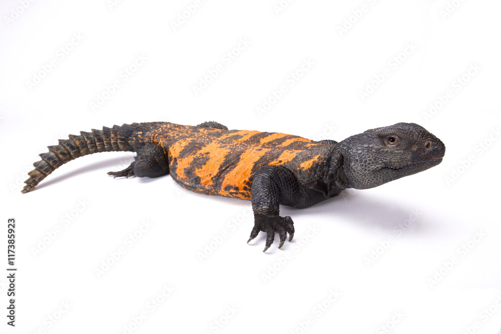 Saharan Uromastyx