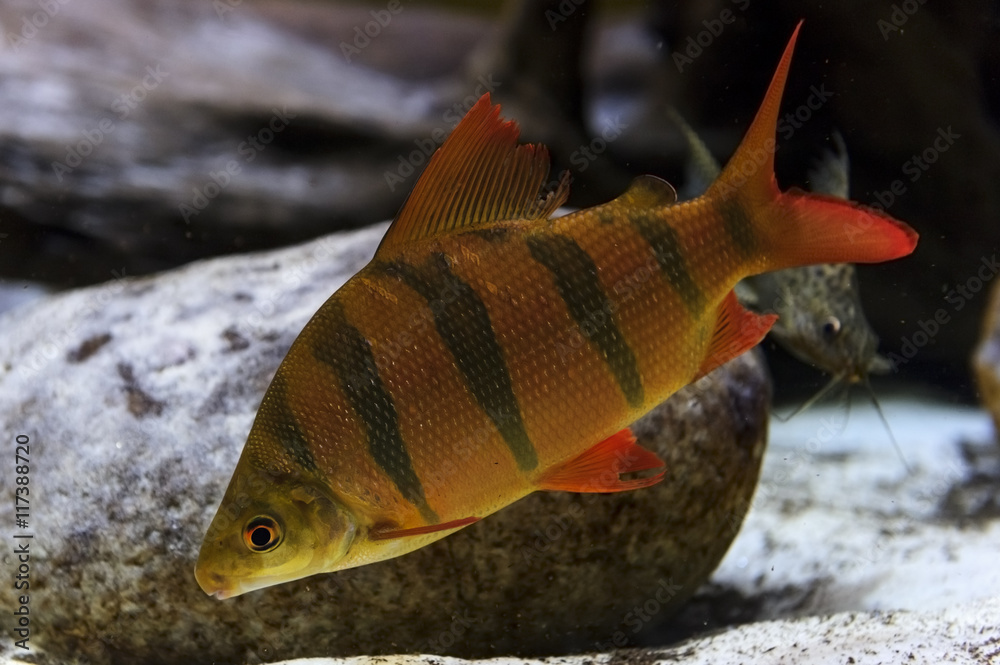 Perch fish with black stripes on scaly body, red fins and tail swims ...