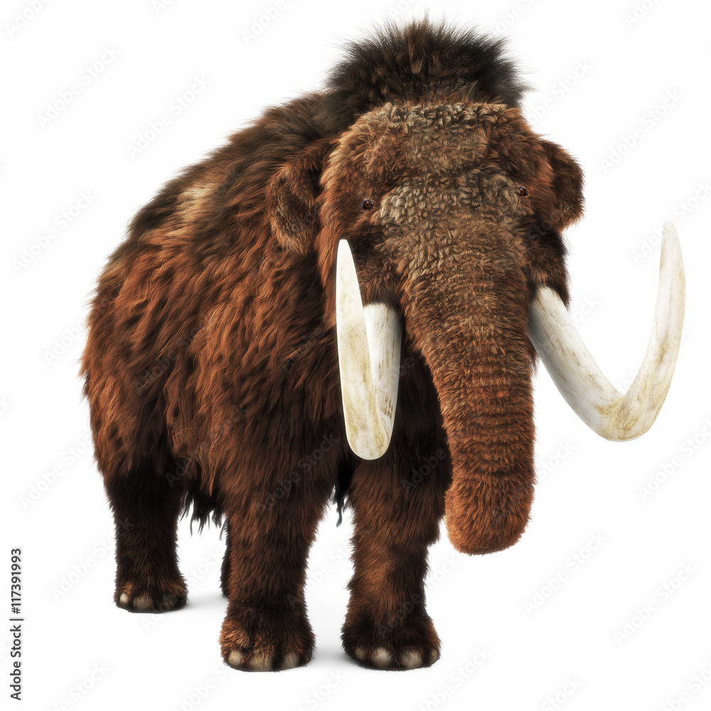 Woolly Mammoth on an isolated white background. 3d rendering Stock ...