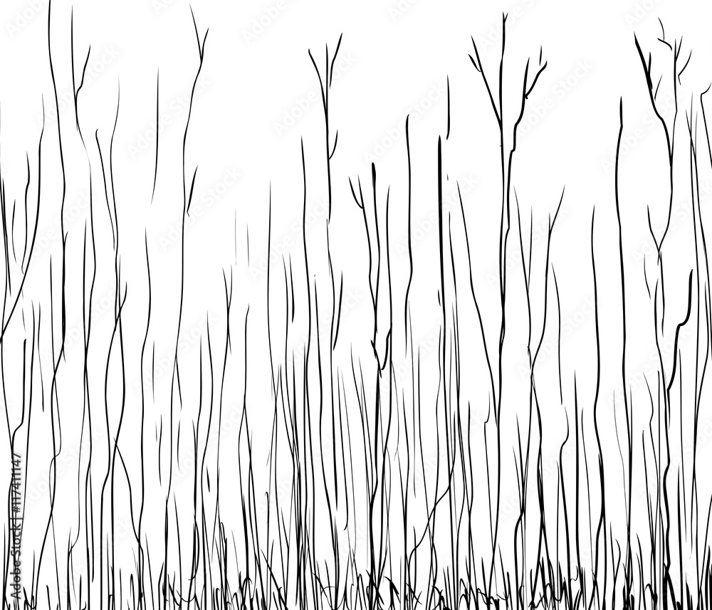 Outline illustration of tall thin trees Stock Vector | Adobe Stock