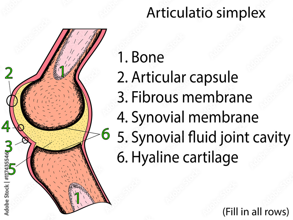 Simplex joint vector. Anatomical atlas Stock Vector | Adobe Stock