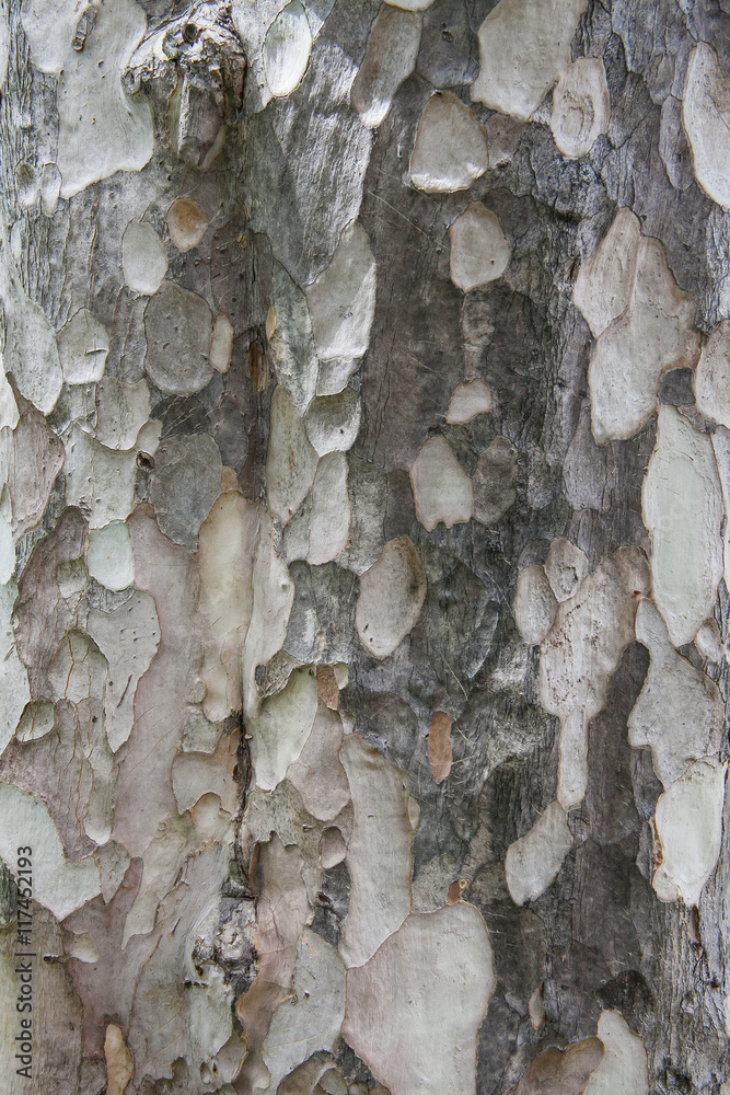 Eucalyptus tree bark for texture and background Stock Photo | Adobe Stock