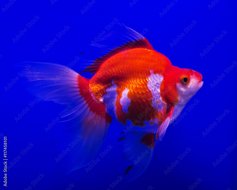 Beautiful Ryukin gold fish on blue background. Stock Photo | Adobe Stock