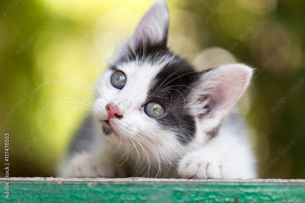 beautiful small kitten on nature Stock Photo | Adobe Stock