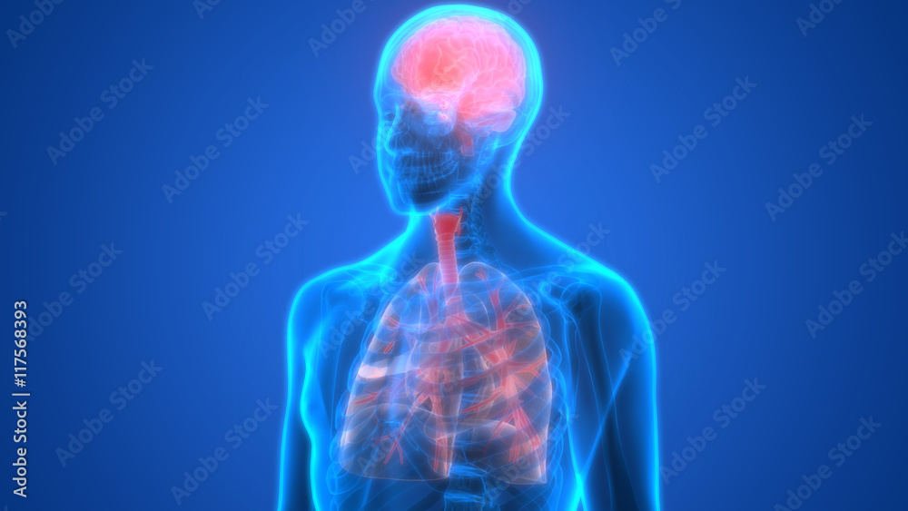 Human Organs Lungs and Brain Anatomy ilustração do Stock | Adobe Stock