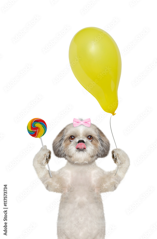 Cute dog with candy lollipop and balloon Stock Photo | Adobe Stock