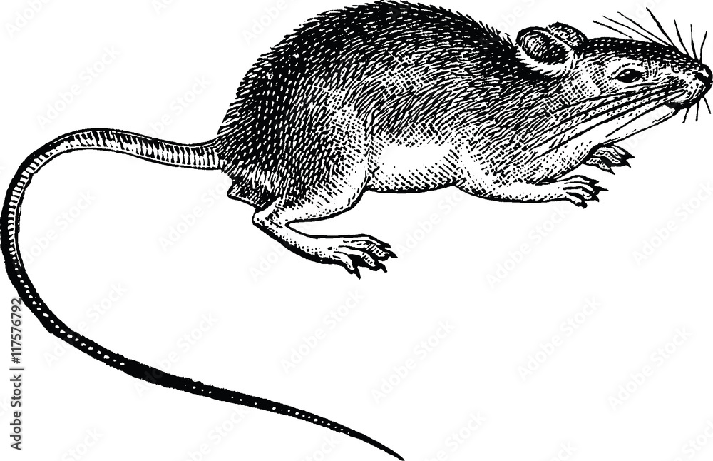Vintage image rat Stock Illustration | Adobe Stock