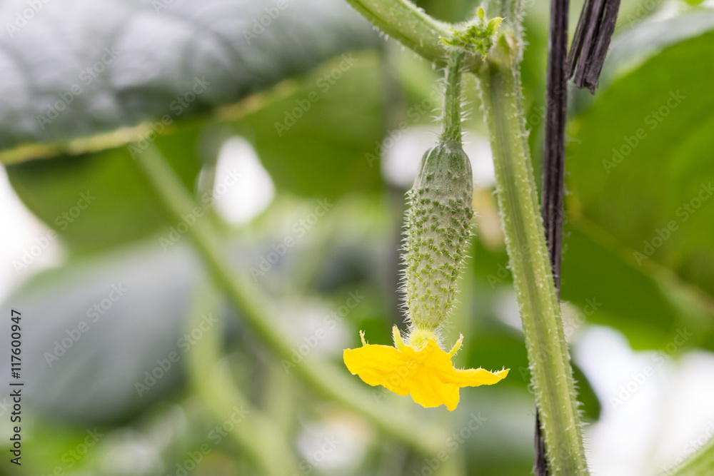 Flor de pepino foto de Stock | Adobe Stock
