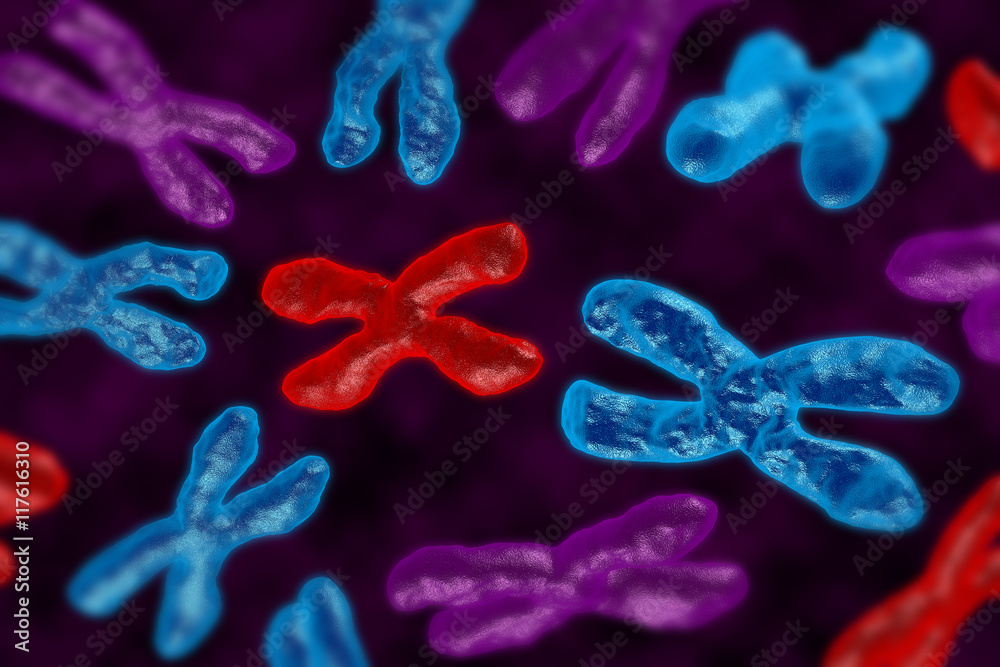 Chromosomes group as a concept for a human biology x structure ...