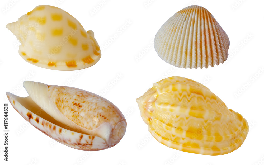 Four textured sea-shells isolated on white background Stock Photo ...