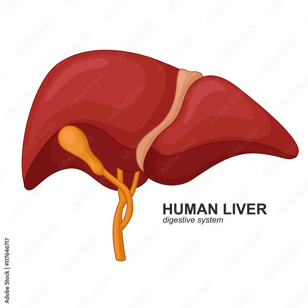 Human liver cartoon Stock Vector | Adobe Stock