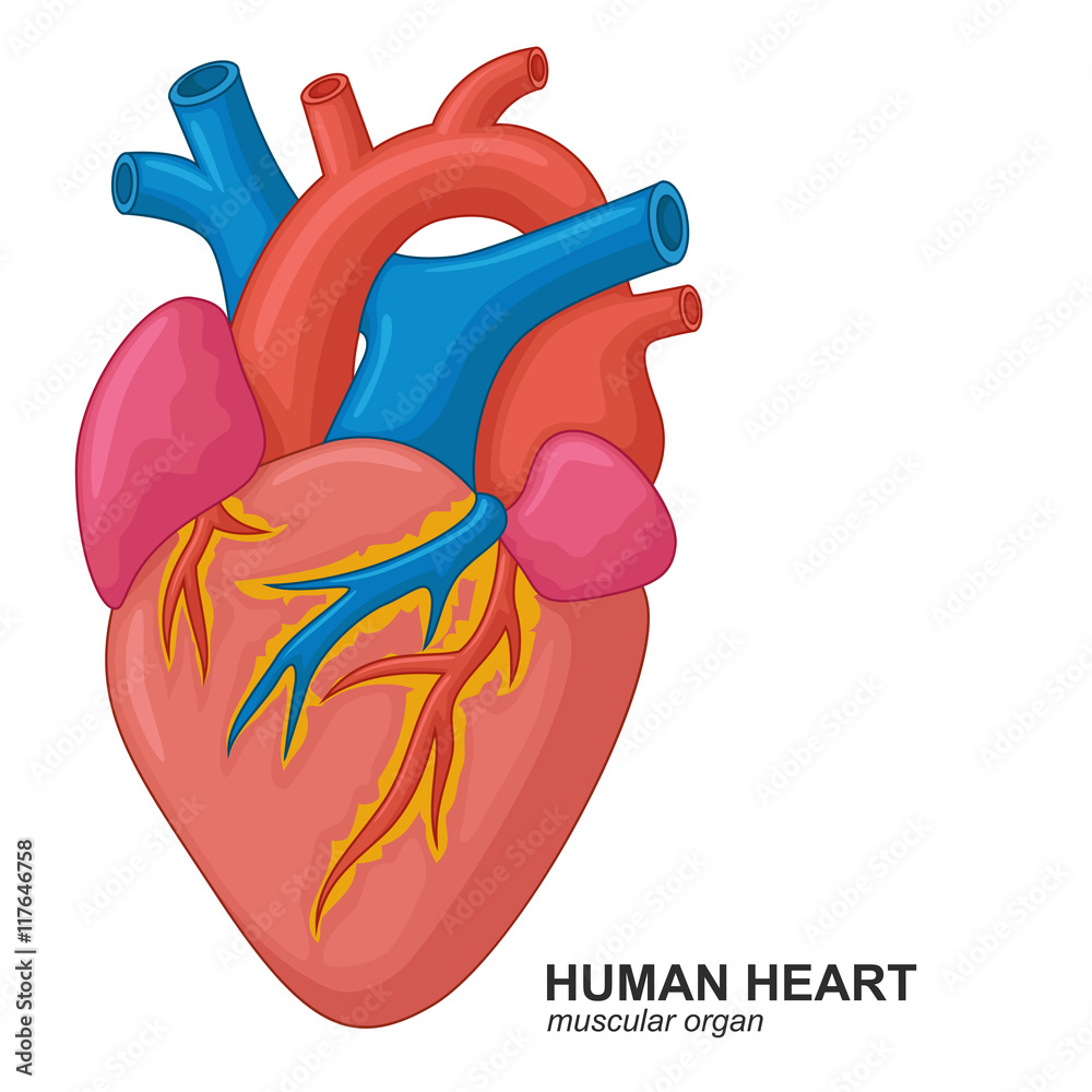 Human heart cartoon Stock Vector | Adobe Stock