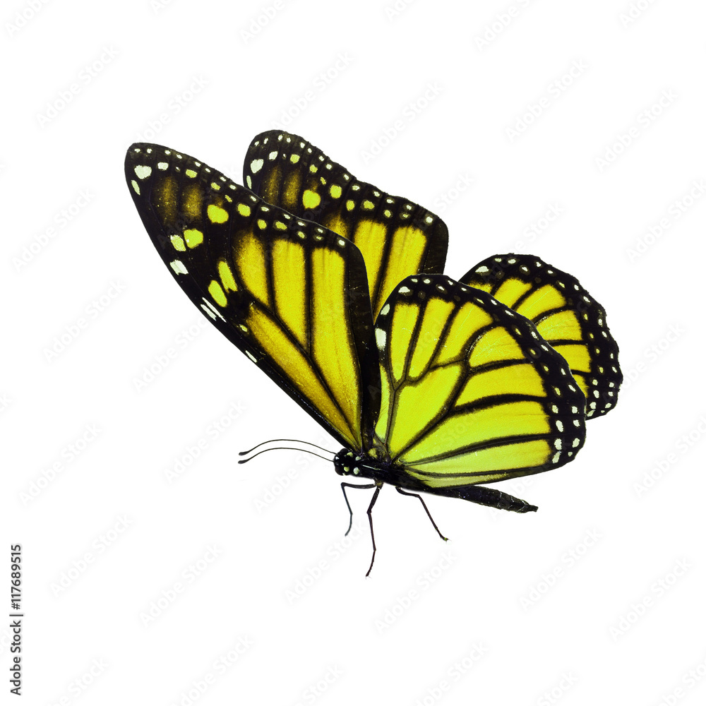 Beautiful yellow monarch butterfly Stock Photo | Adobe Stock