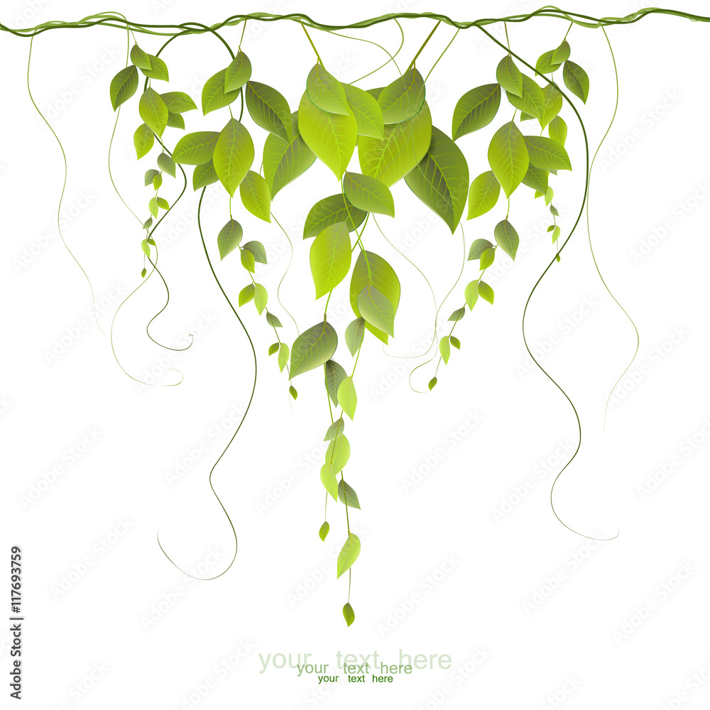 vector branch with leaves isolated on white background Stock Vector ...