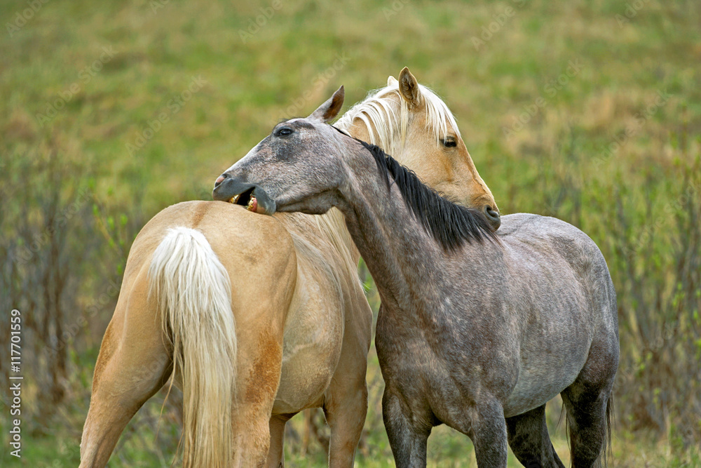 Two Horses scratching each other's back Stock-Foto | Adobe Stock