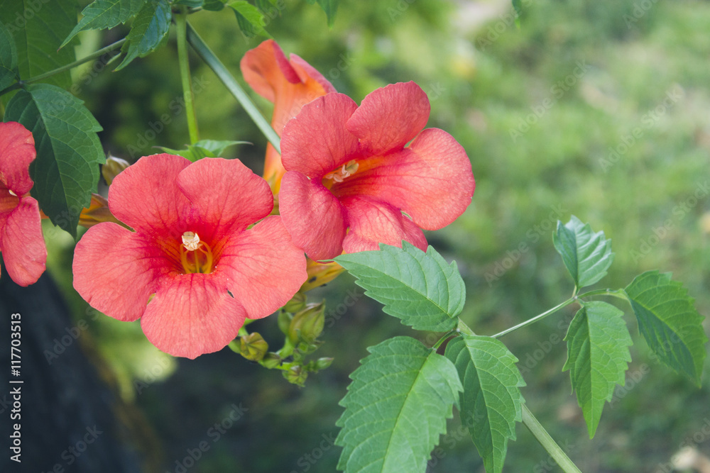 creeper orange flowers in the garden gate Stock Photo | Adobe Stock