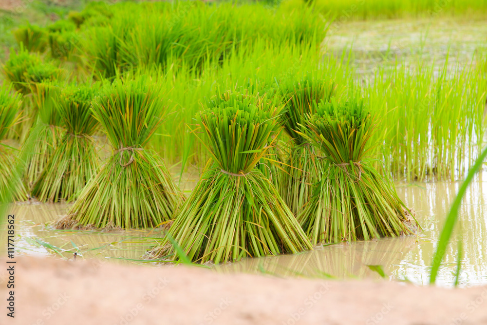 rice seedling in rice paddy Farming Stock Photo | Adobe Stock
