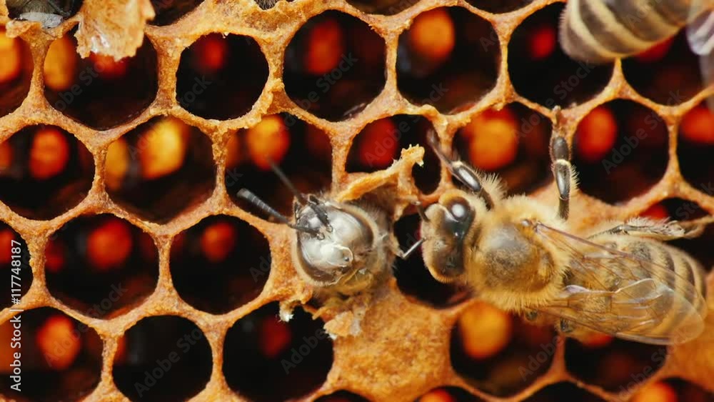 The emergence of a new life - a young bee flies out of the cell where ...