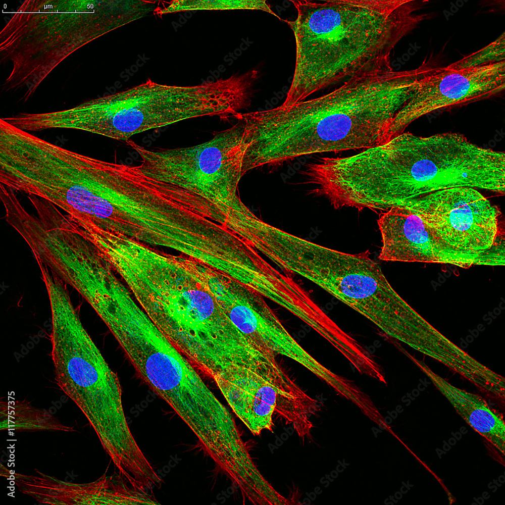 Confocal microscopy of fibroblast cells Stock Photo | Adobe Stock