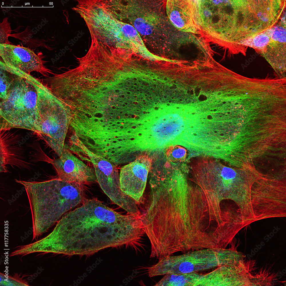 Confocal microscopy of fibroblast cells Stock Photo | Adobe Stock