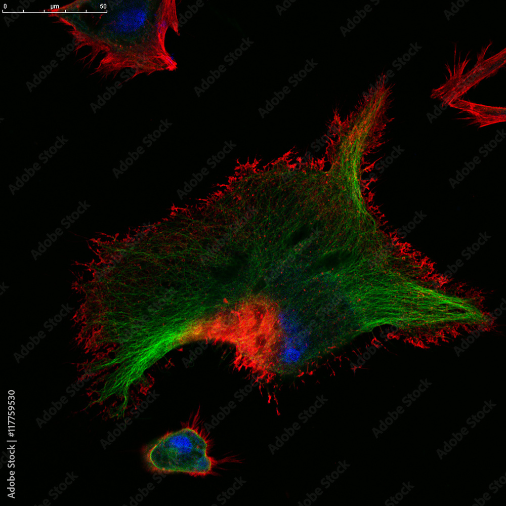 Confocal microscopy of fibroblast cells Stock Photo | Adobe Stock
