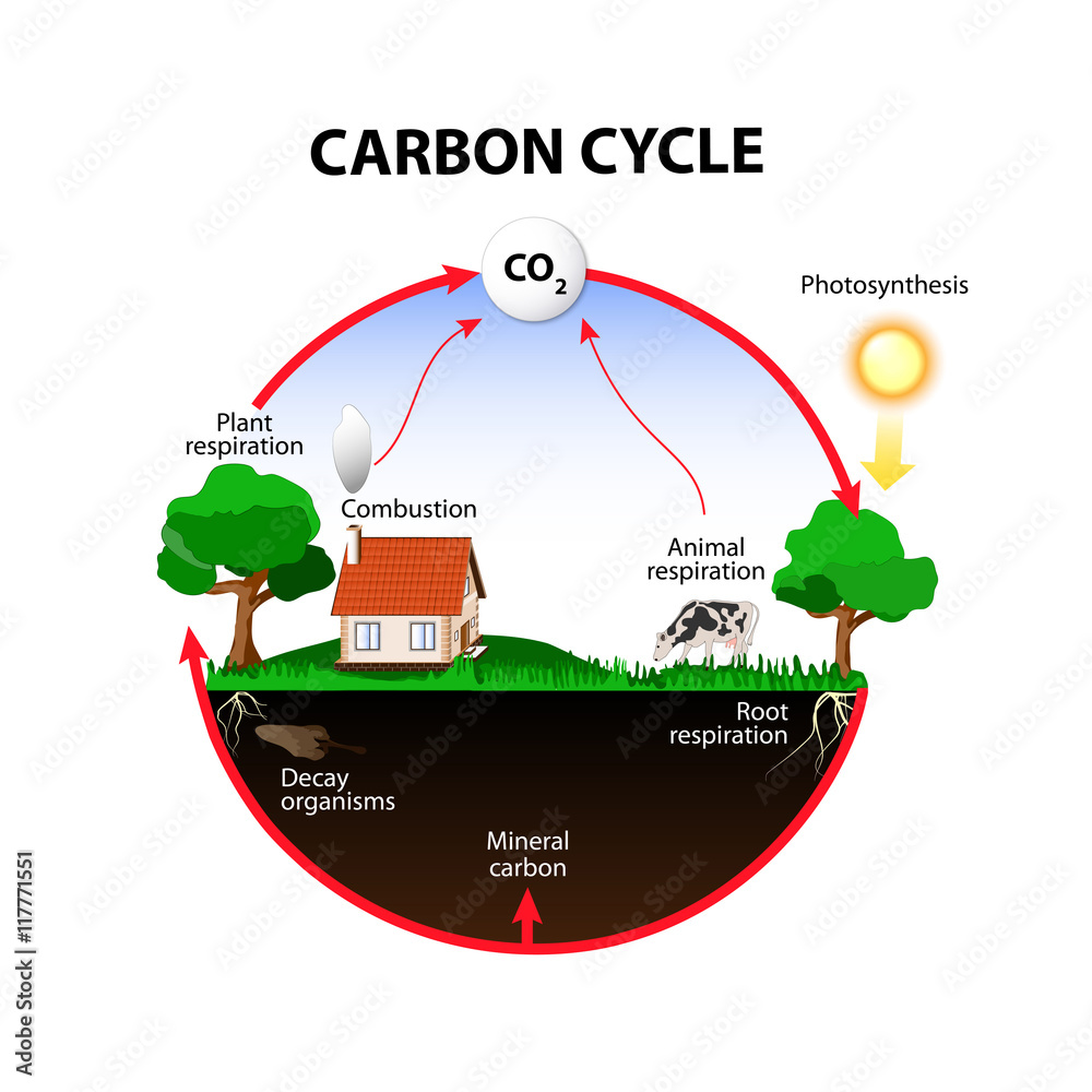 Carbon Cycle Stock Vector | Adobe Stock