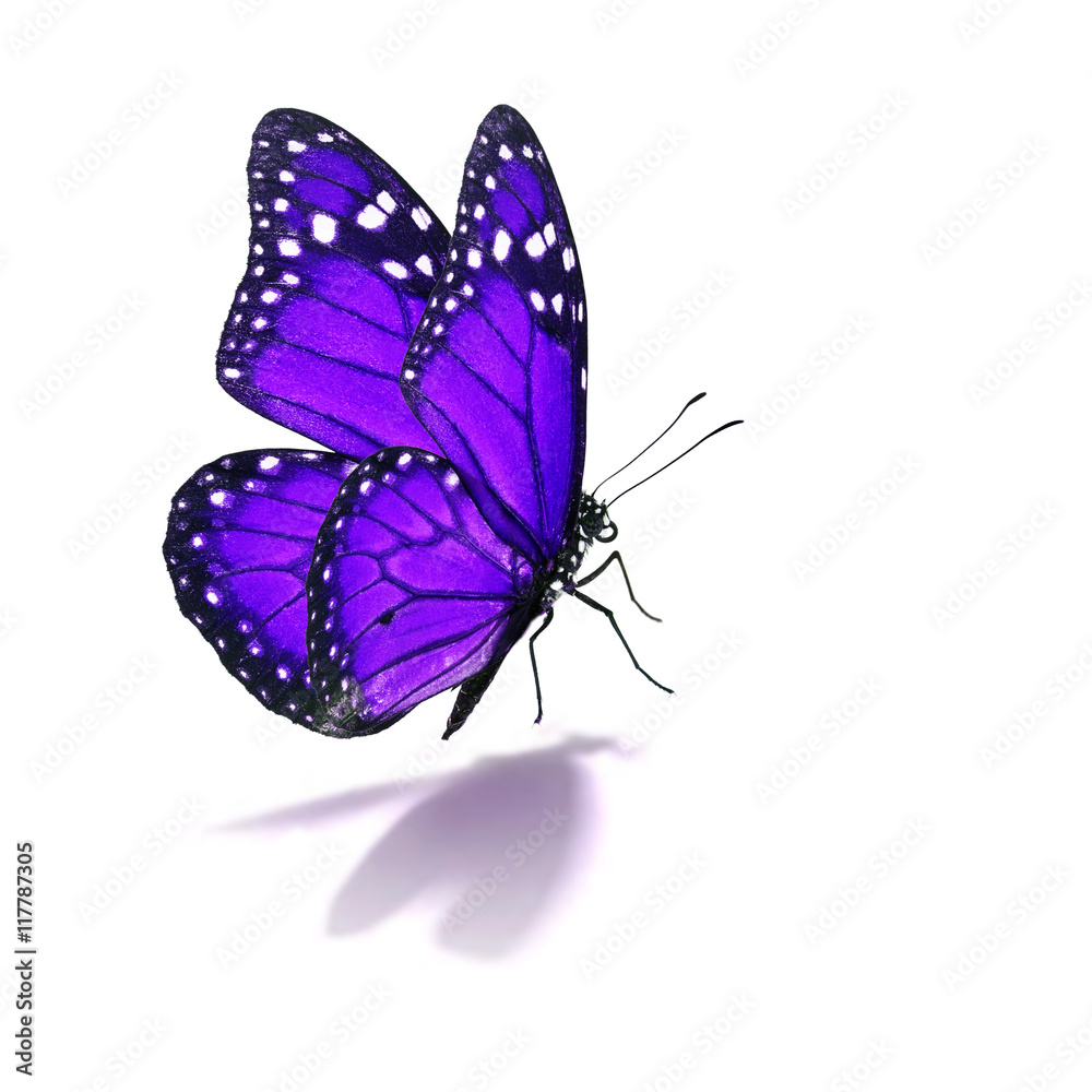 Purple Monarch Butterflies